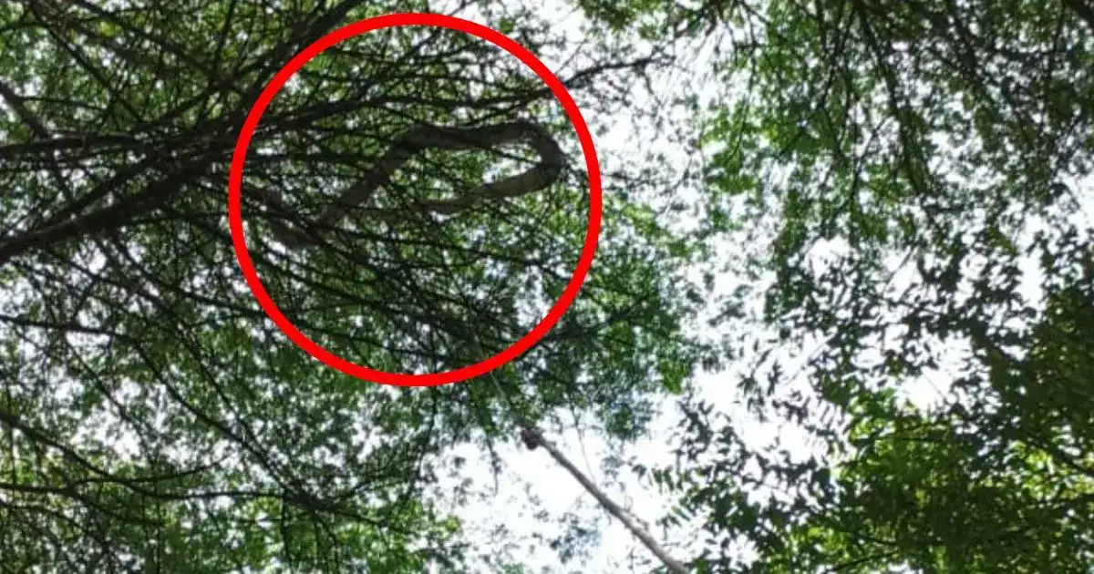 16 Feet Python On Tree,नीचे से निकल रहा था युवक ऊपर पेड़ पर था 16 फीट ...