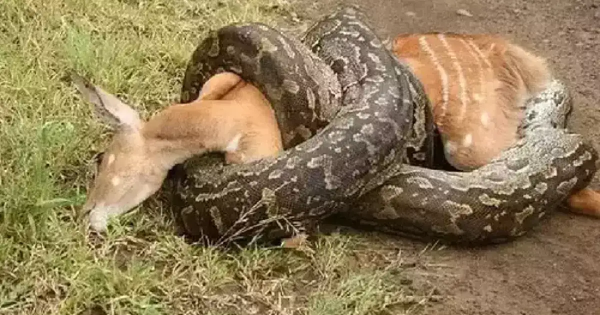 Python Swallows Deer Alive in 12 Seconds Video Viral; १२ सेकंदात गिळलं ...
