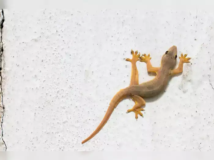 Lizard Falling Meaning On Body Parts,ಹಲ್ಲಿ ಶಕುನ: ಹಲ್ಲಿ ಹೀಗೆ ಮೈ ಮೇಲೆ ...