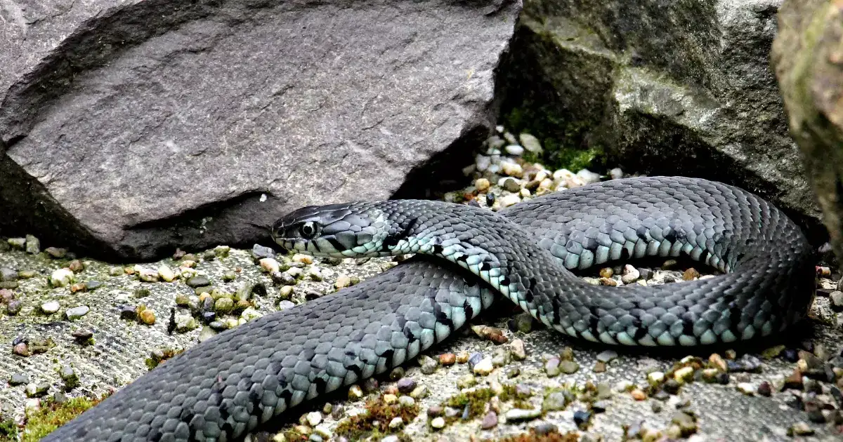 Snake Jumping From Roof,Viral Video : ಹಾವು ಮೇಲಿಂದ ಜಿಗಿಯುವುದನ್ನು ...