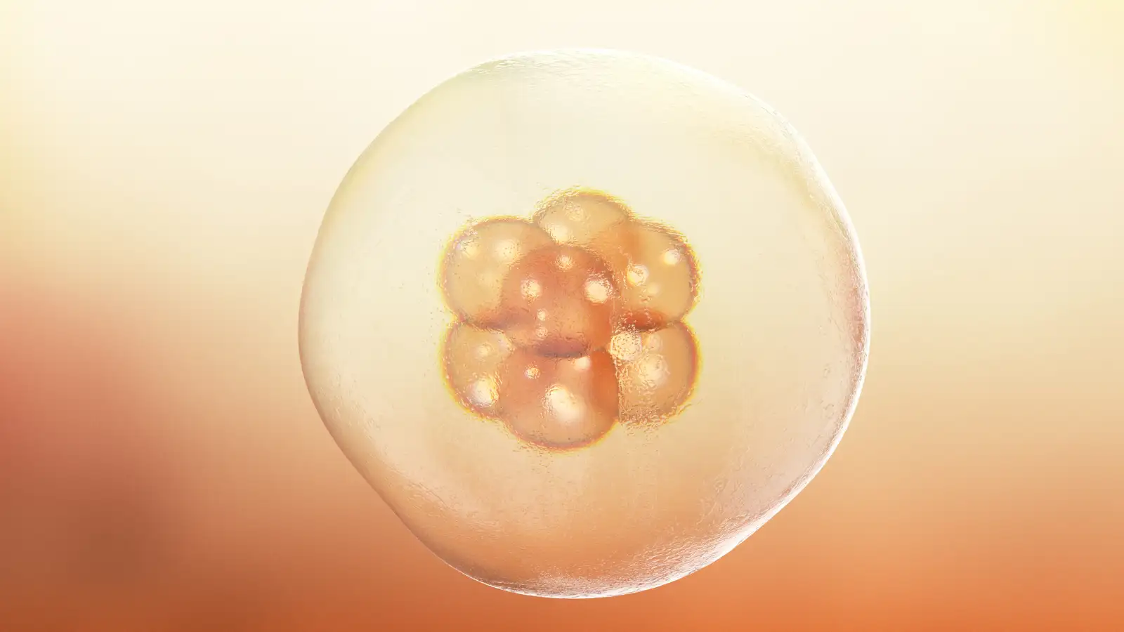 Embryo Glue in IVF: Does It Boost Implantation?