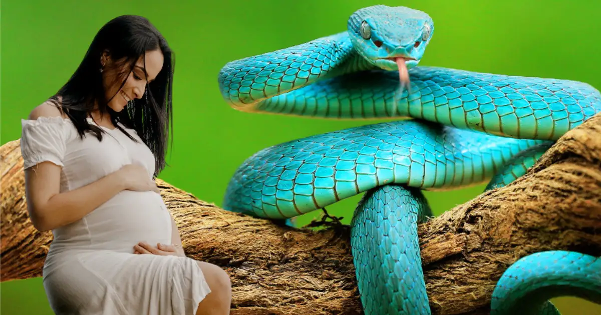 Pregnant Women And Snake: ಈ ಕಾರಣಕ್ಕಾಗಿ ಗರ್ಭಿಣಿಯರಿಗೆ ಹಾವುಗಳು ಕಚ್ಚೋದೇ ...