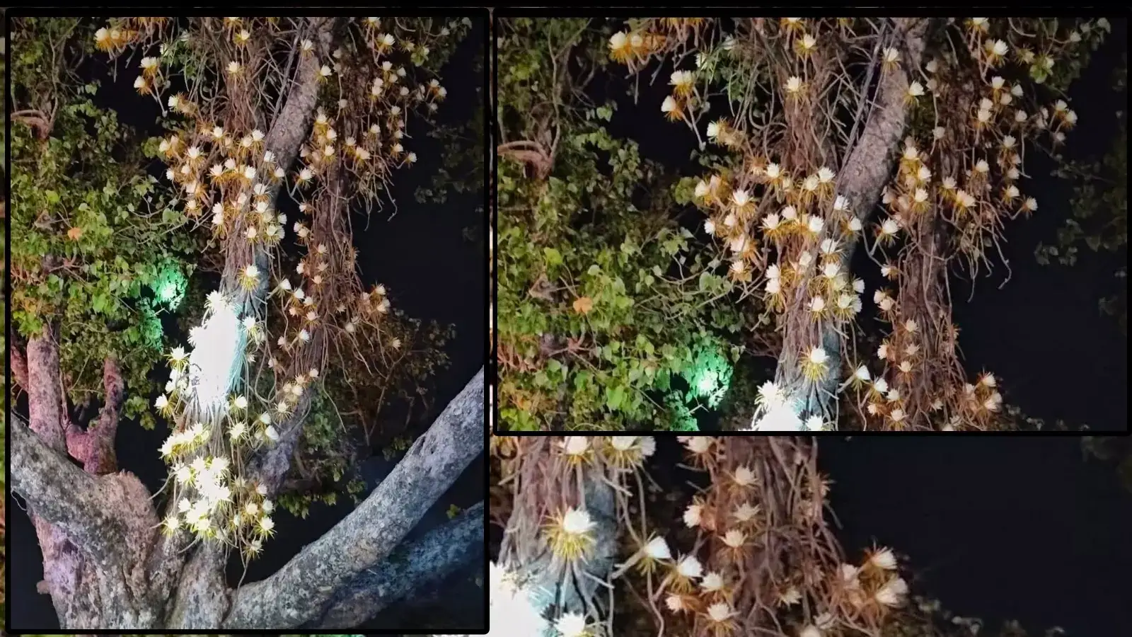 बिहार: आधीरात को पीपल के पेड़ पर खिला फूल, सुबह होते ही गायब - Bihar ...