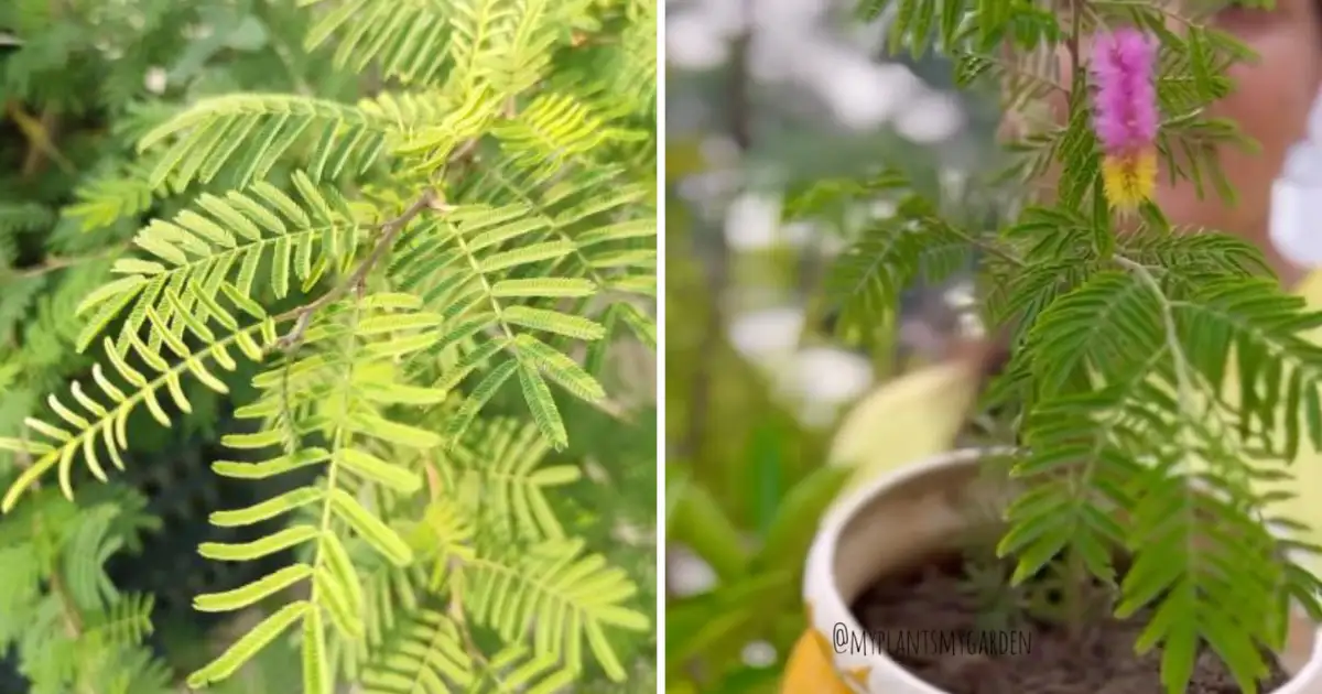 Sawan Me Shami Plant Me Kya Dalen,सावन में मुरझा ना जाए भगवान शिव का ...