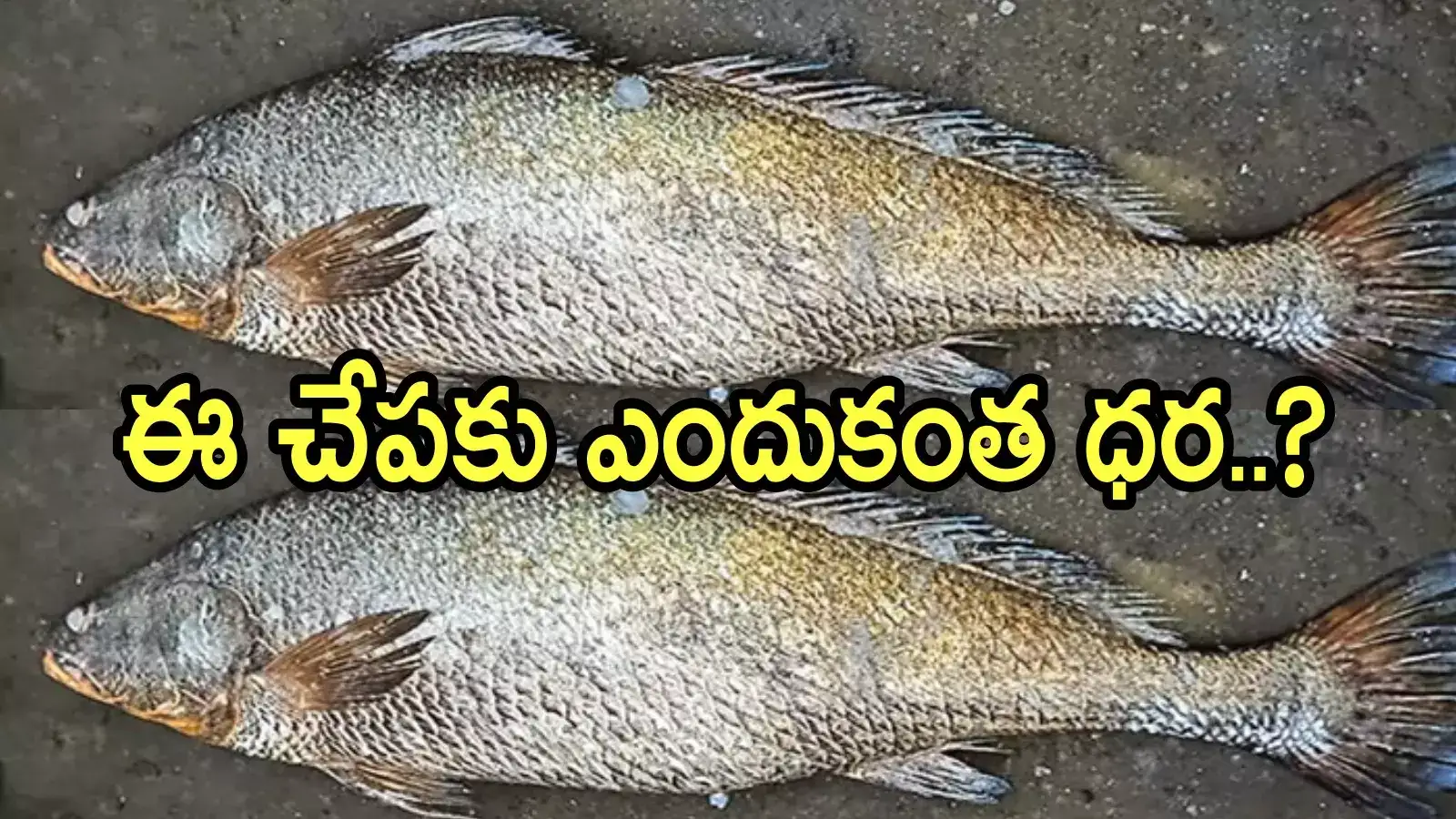 Kachidi Fish Sold for Rs 3.95 lakh in Kakinada - ఒక్క చేప ధర ఏకంగా రూ.3 ...