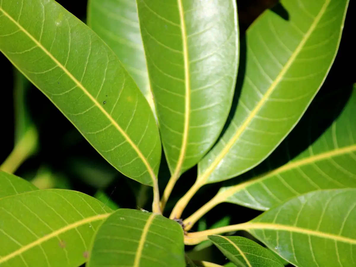 Health Benefits Of Mango Leaves,ഔഷധ ഗുണങ്ങളുടെ കലവറയാണ് മാവില - 10 ...