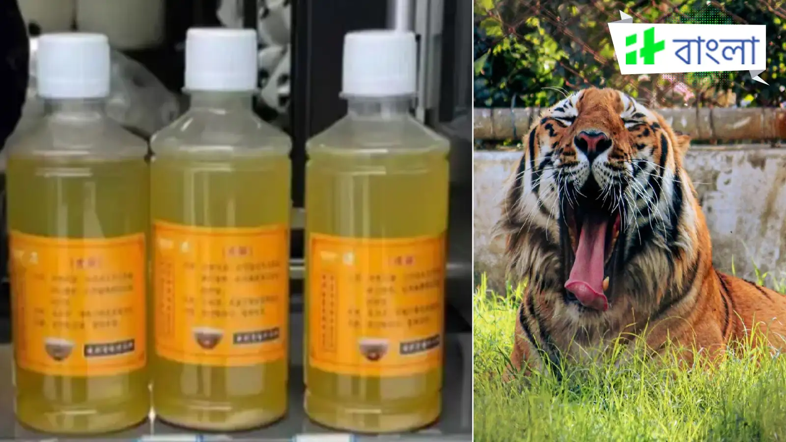 Viral News,বাঘের প্রস্রাবে সারবে বাতের ব্যথা! ৬০০ টাকায় ব্যাঘ্রমূত্র ...