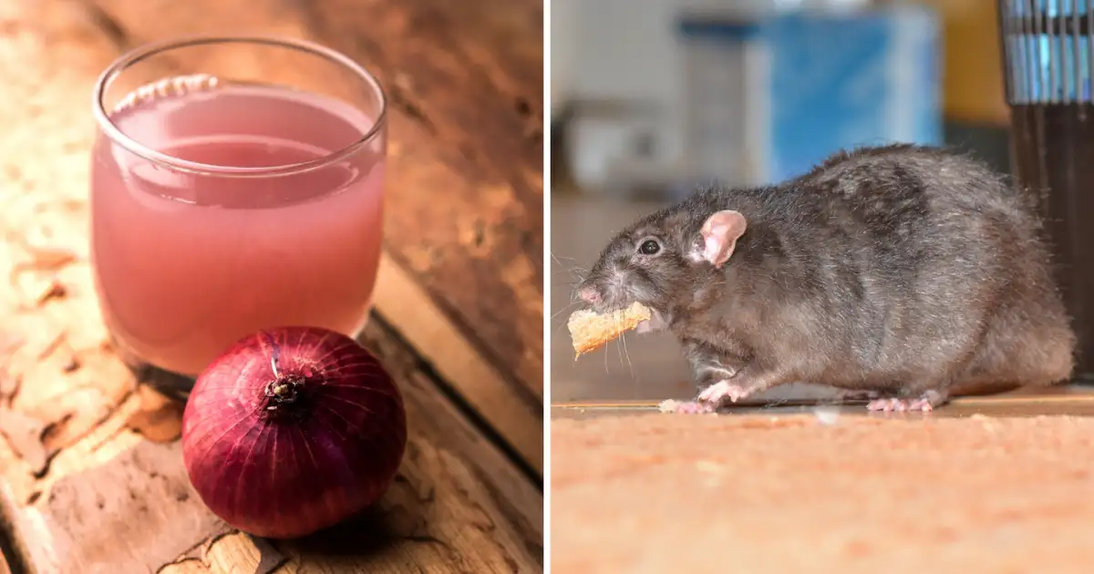 Ips Manoj Kumar Sharma House Inside Photo,'12th फेल' के असली IPS मनोज ...