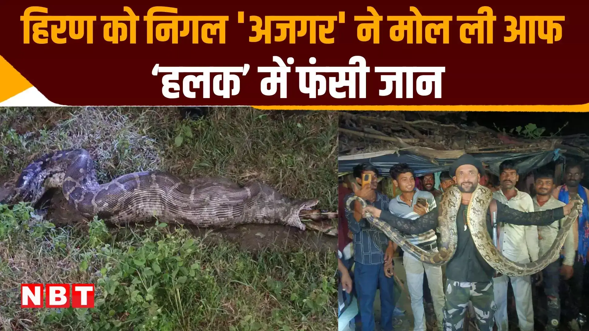 'अजगर' के हलक में फंसी जान, हिरण को 'निगल' मोल ली आफत, सर्प मित्र ने ...