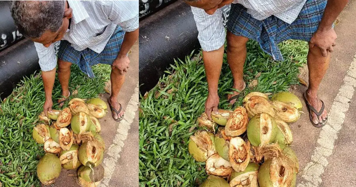 Monkeys Destroying Crops,കുരങ്ങുകളെ കൊണ്ട് തോറ്റു പൊറുതിമുട്ടി കര്‍ഷകര് ...
