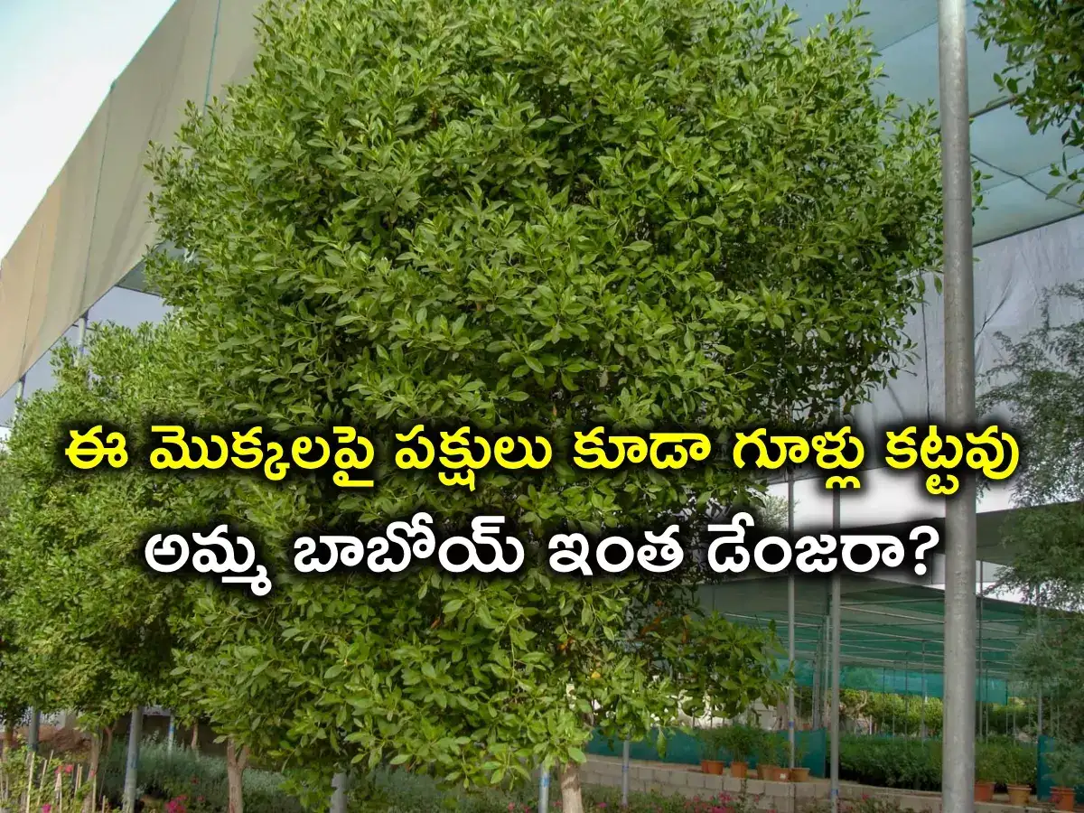 Conocarpus Tree Side Effects - Conocarpus: ఈ చెట్టంటే అంత భయమెందుకు ...