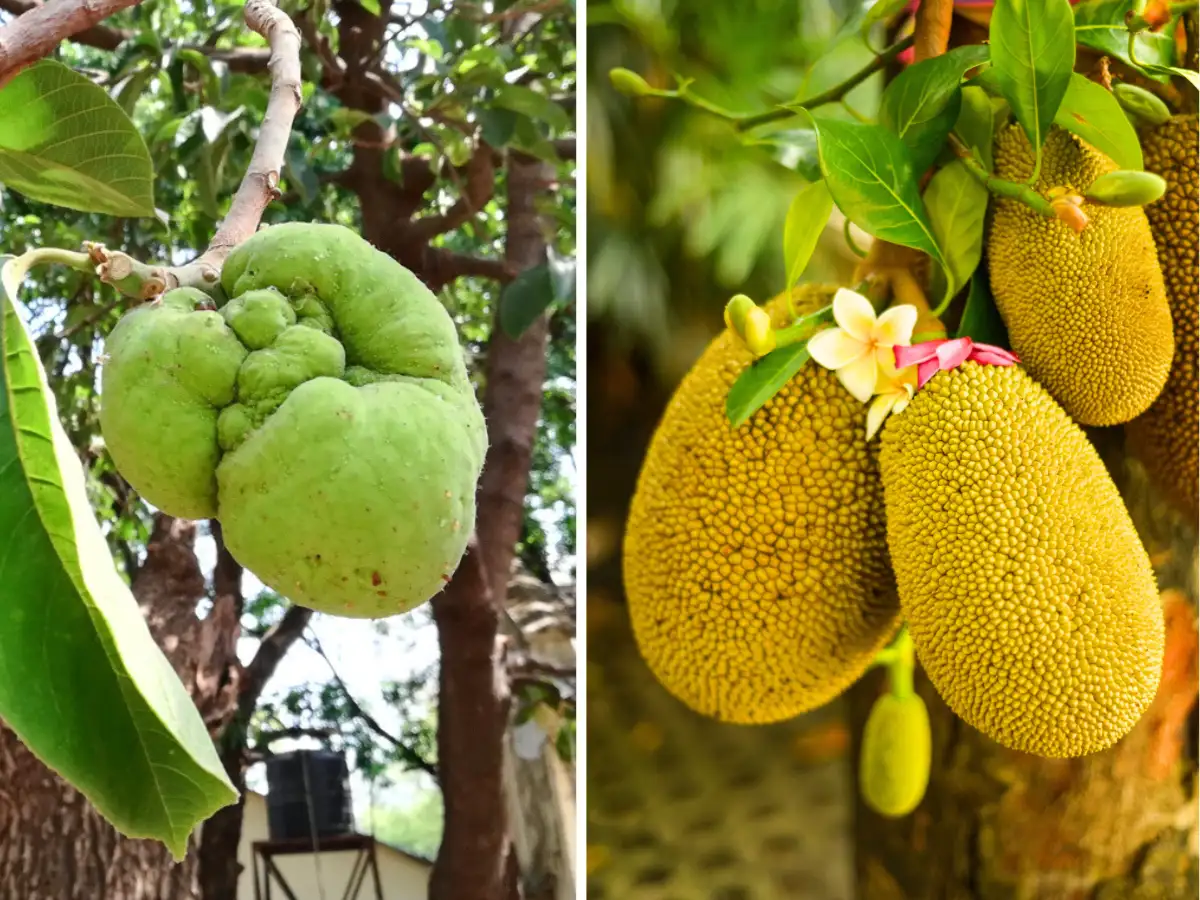 कटहल जैसा दिखने वाला फल 'बड़हल' सेहत के लिए फायदेमंद - badhal fruit ...