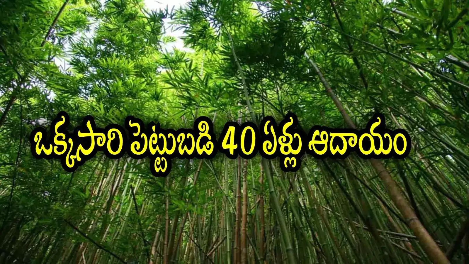 AP Farmers Bamboo Cultivation Income,ఏపీ రైతులు ఆ పంట సాగు చేస్తే ...