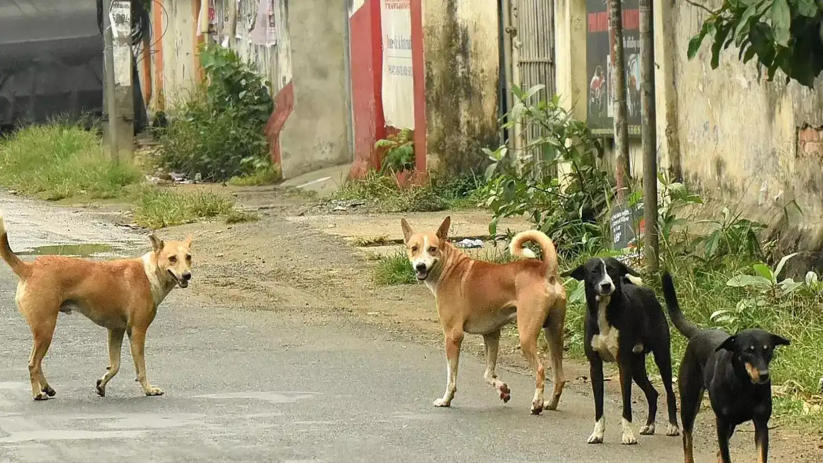 ಬೆಂಗಳೂರು ಎಚ್ ಎನ್ ಲೇಔಟ್ ನಲ್ಲಿ ಸಮಸ್ಯೆ,‘ಬೀದಿ ನಾಯಿಗಳಿಂದ ಕಾಪಾಡಿ’ ಅಂದ್ರೆ ...