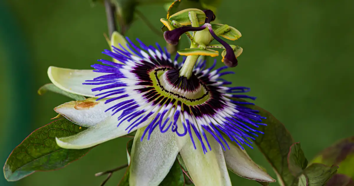 Gamle Me Kaurav Pandav Phool Kaise Lgaye,कौरव पांडव फूल में है महाभारत ...