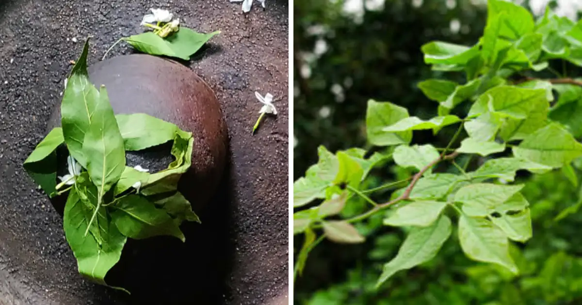 How To Take Care Of Bel Patra Plant In Summer,कहीं सूख ना जाए घर में ...