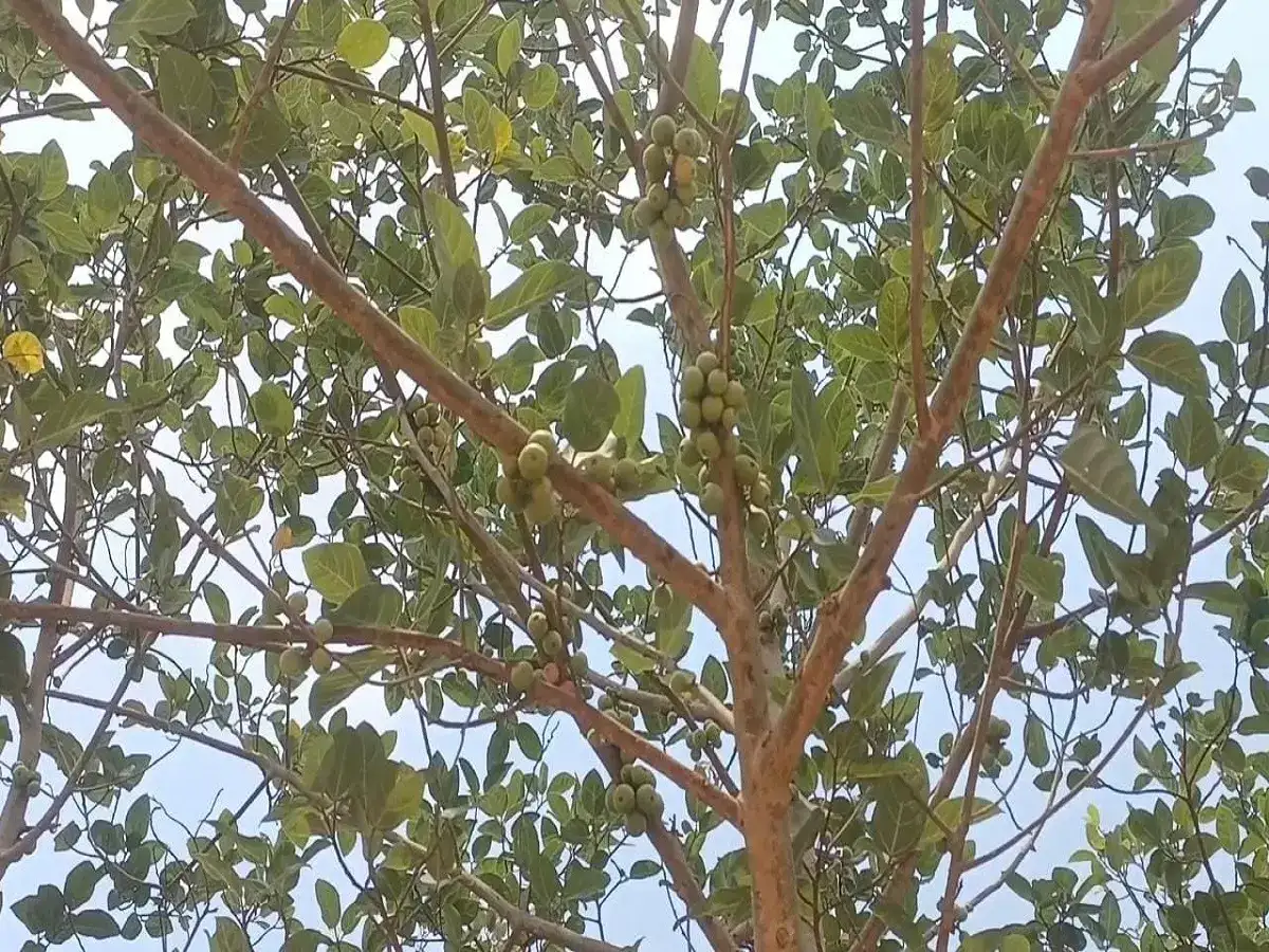 அத்திவரதர்,காஞ்சிபுரம் அத்தி வரதர் நினைவாக நடப்பட்ட அத்தி மரங்கள்: காய் ...