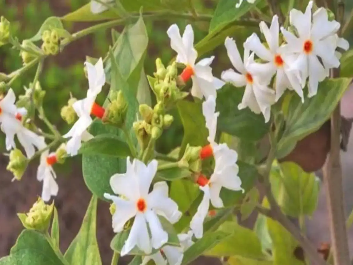 Parijata Flower Information In Marathi | Best Flower Site