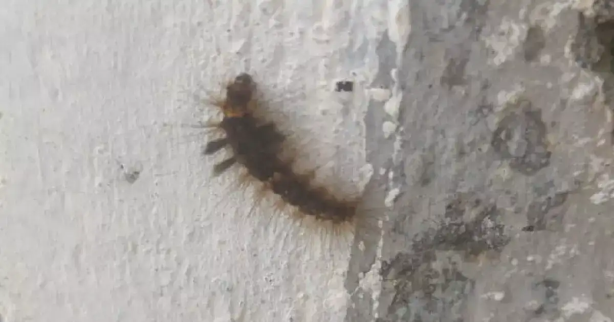 Why Caterpillar Insect Bite Is Itching,ಆಕಸ್ಮಾತ್‌ಆಗಿ ಕಂಬಳಿ ಹುಳು ...