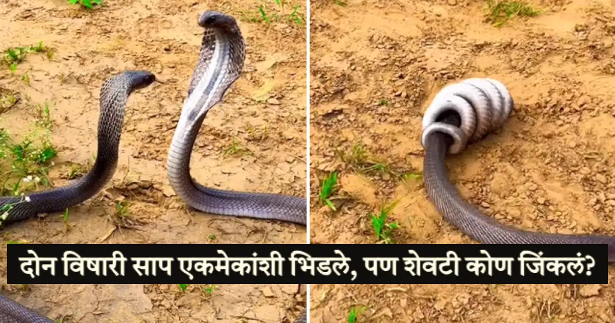 Two king cobras fight each other Who will win Watch this viral animal ...