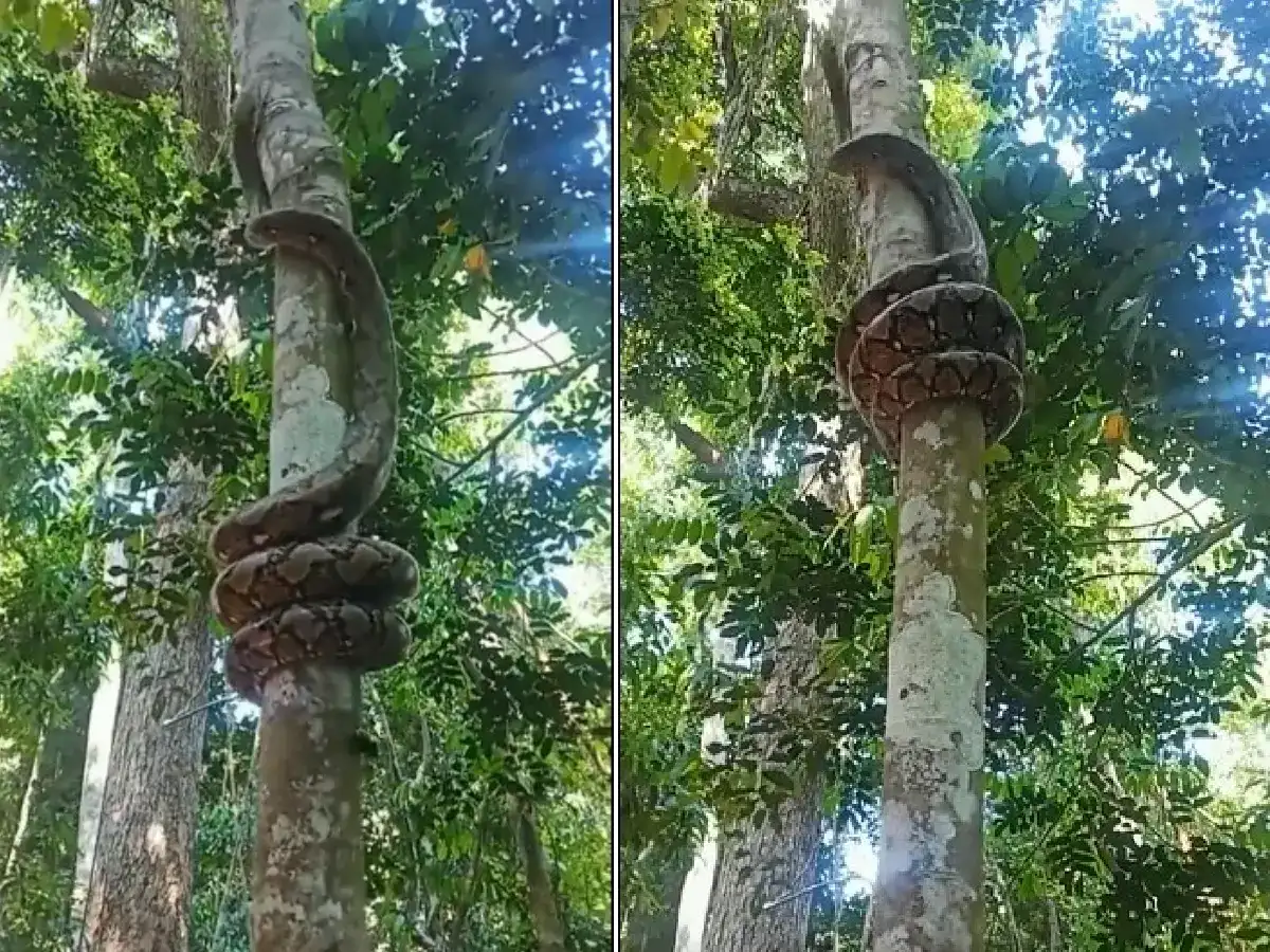Python Viral Video,മരം കയറുന്ന പെരുമ്പാമ്പിനെ കണ്ടിട്ടുണ്ടോ? ഇല്ലെങ്കി ...