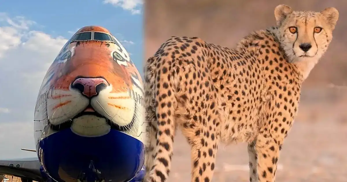 cheetah in india What Is Project Cheetah First Look Of Cheetahs Coming ...