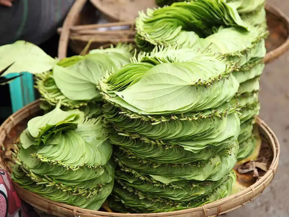 Benefits Of Betel Leaf,ಗ್ಯಾಸ್ಟ್ರಿಕ್, ಕಫ, ತಲೆನೋವು, ಹೀಗೆ ನಾನಾ ಸಮಸ್ಯೆಗಳಿಗೆ ...