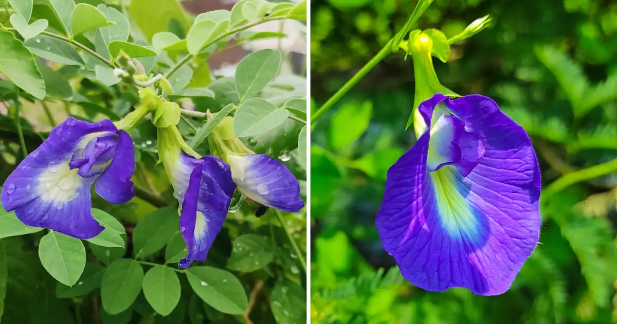 How To Grow Aparajita Flowers Plant Faster,आशीष की बगिया की तरह आपके ...