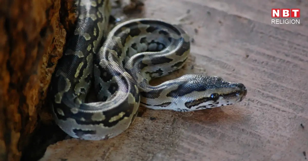 Snake Omen : घर में सांप का दिखना किसी अनहोनी का संकेत या होने वाला है ...