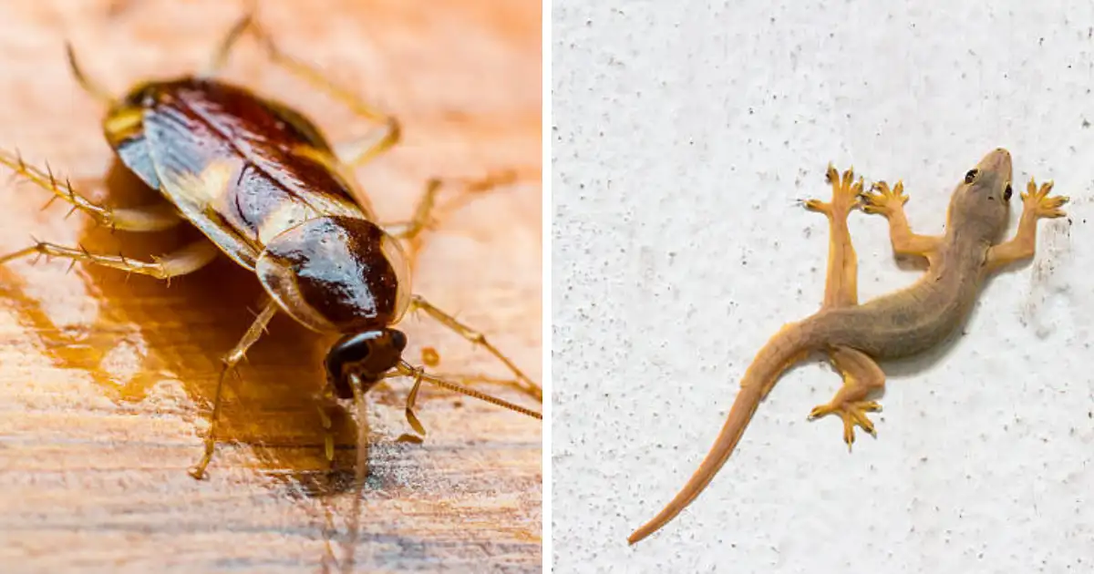 Home Remedies For Get Rid Of Cockroaches, Lizard, Mosquitoes Quickly ...
