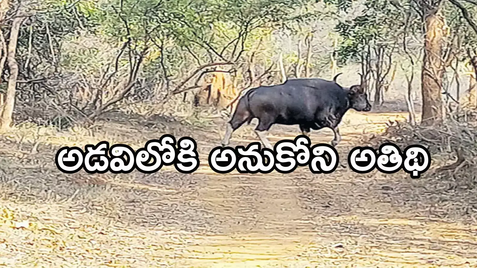 Adavi Dunna Found In Nallamala Forest,నల్లమలలో 154 ఏళ్ల తర్వాత అనుకోని ...