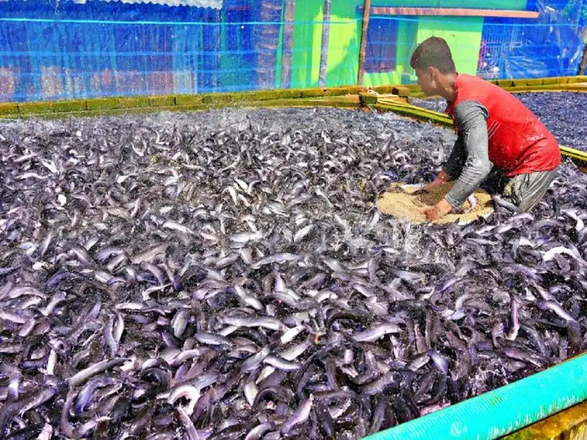 Fish Farming Business,சொந்தமாக தொழில் தொடங்க ஆசையா? நல்ல தொழில் கைவசம் ...