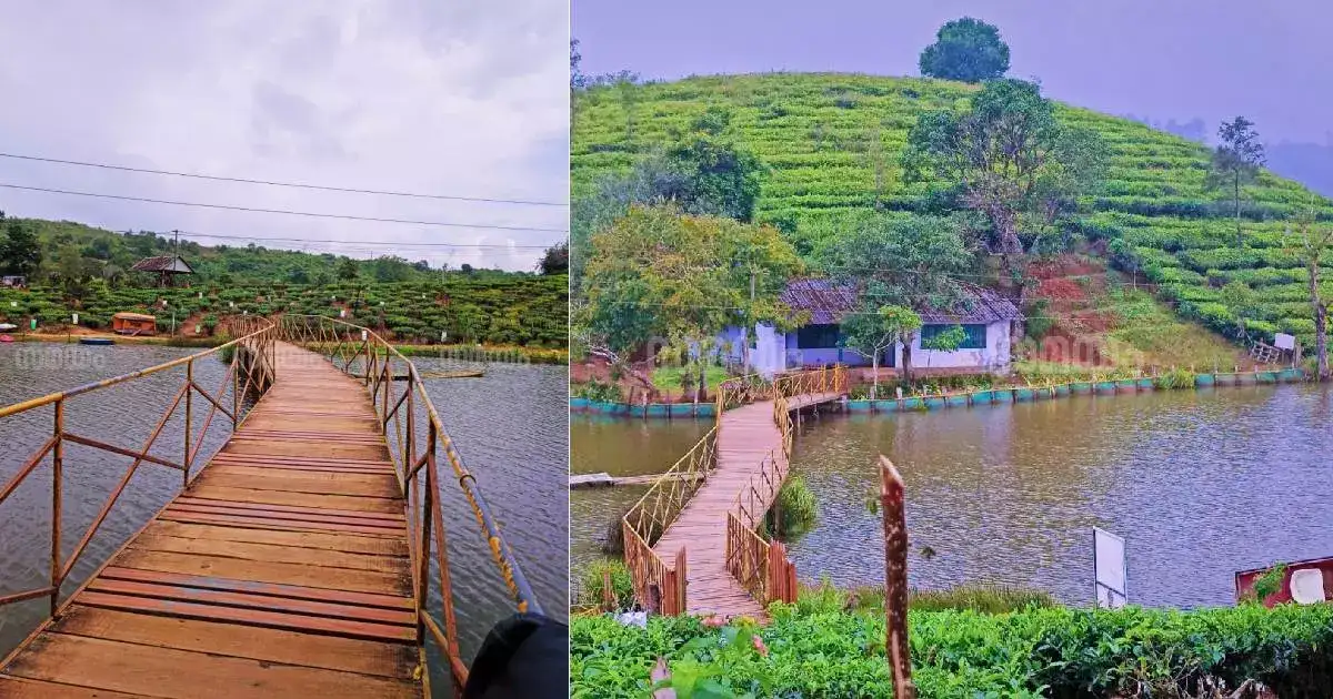 Vagamon Tea Lake Boating,ഈ കൊടും ചൂടിൽ പോകാം; തേയിലത്തോട്ടത്തിനു ...