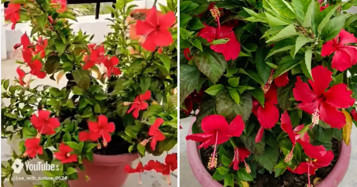 Gardening Expert Secret To Get More Gudhal Flower,गुड़हल की हर डाल पर आ ...