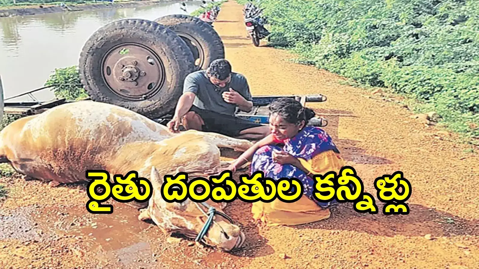 Kadapa Bull Died After Drown In Canal,కన్న బిడ్డలా చూసుకుంటే ఇలా ...