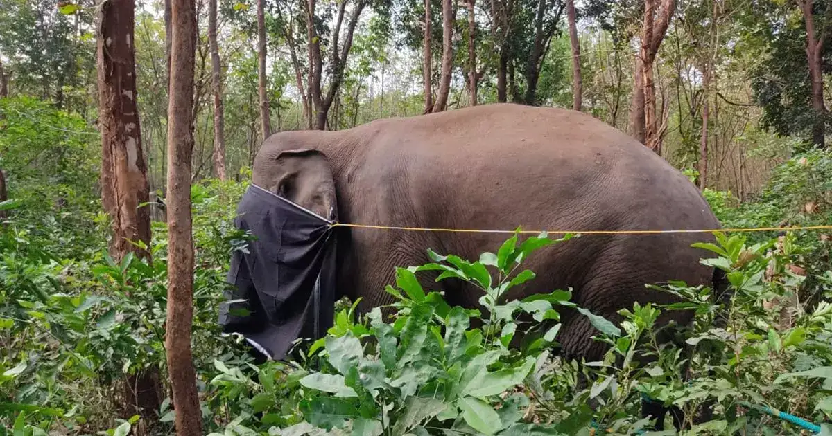Wild Elephant Attacks,അഞ്ച് വ‍ർഷത്തിനിടയിൽ കേരളത്തിൽ കാട്ടാനക ...