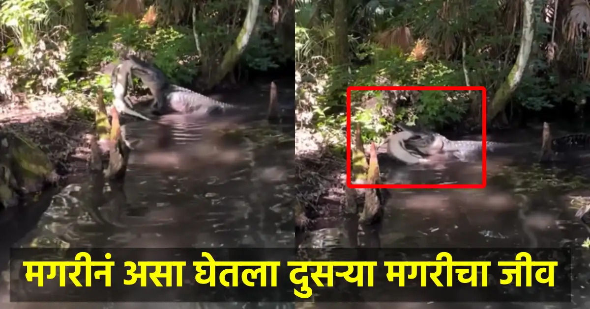 Animal Video:‘अशा मित्रांपेक्षा शत्रू बरे!’ मोठ्या मगरीनं घेतला छोट्या ...