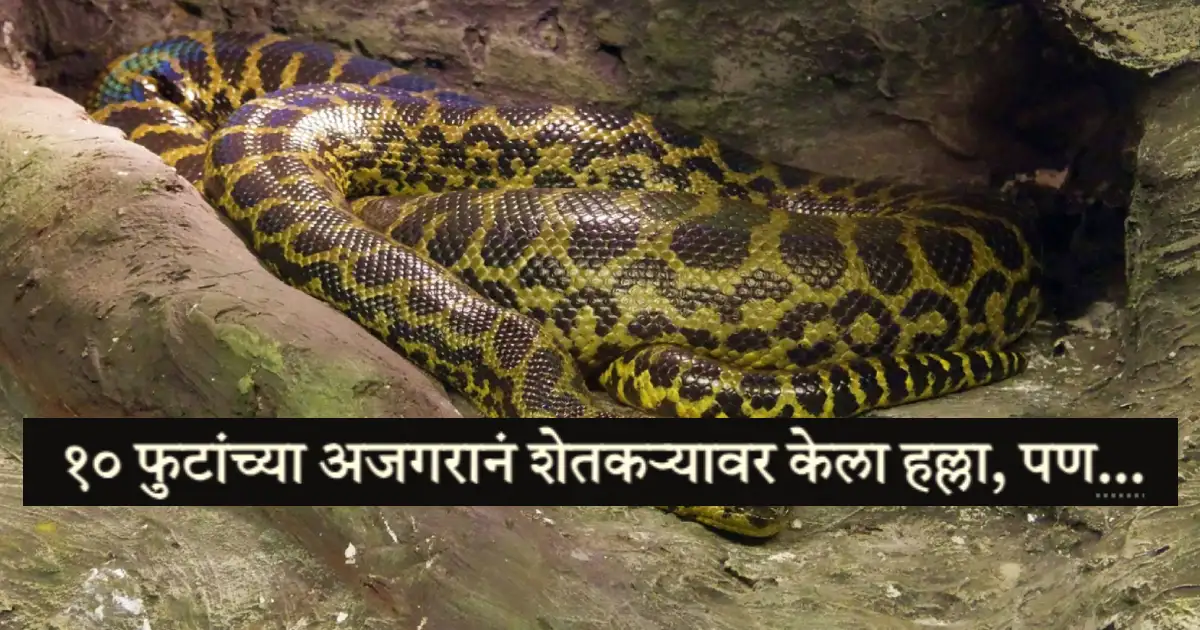 UP Viral Video 10 foot long python was found on a farm in Fatehpur ...