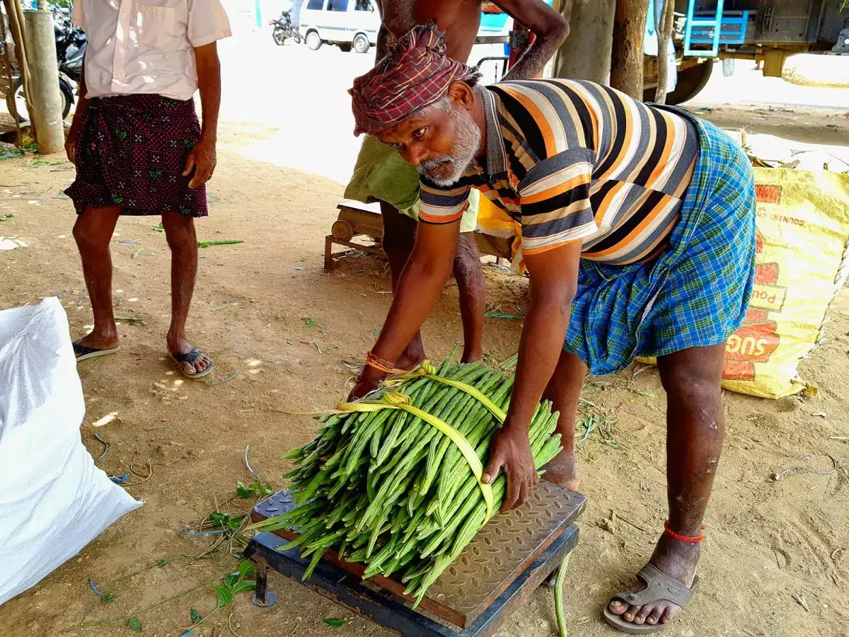 Drumstick Farmers,முருங்கை விவசாயிகளுக்கு பெருத்த நஷ்டம்.. கண்ணீர் ...