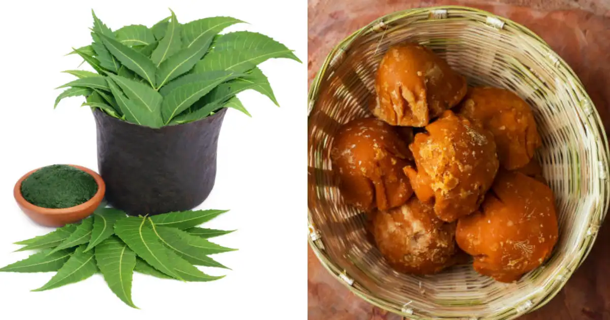 Neem gud, kadulimb gul, neem jaggery eating health benefits on gudhi ...