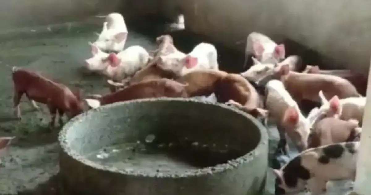 Rasipuram Pig Died Of African Swine Flu,ஆப்பிரிக்க பன்றி காய்ச்சல் ...