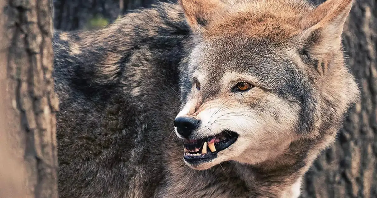 Sharpshooters To Hunt Man-Eating Wolf In UP,ನರಭಕ್ಷಕ ತೋಳಗಳ ಹತ್ಯೆಗೆ ...