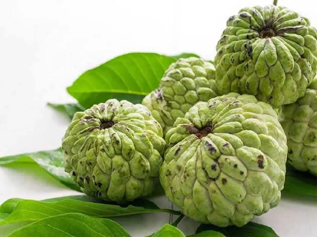 Seethaphalam Nanmaigal,சீத்தாப்பழ சீஸன் வந்தாச்சு, இதோட நன்மைகள் ...