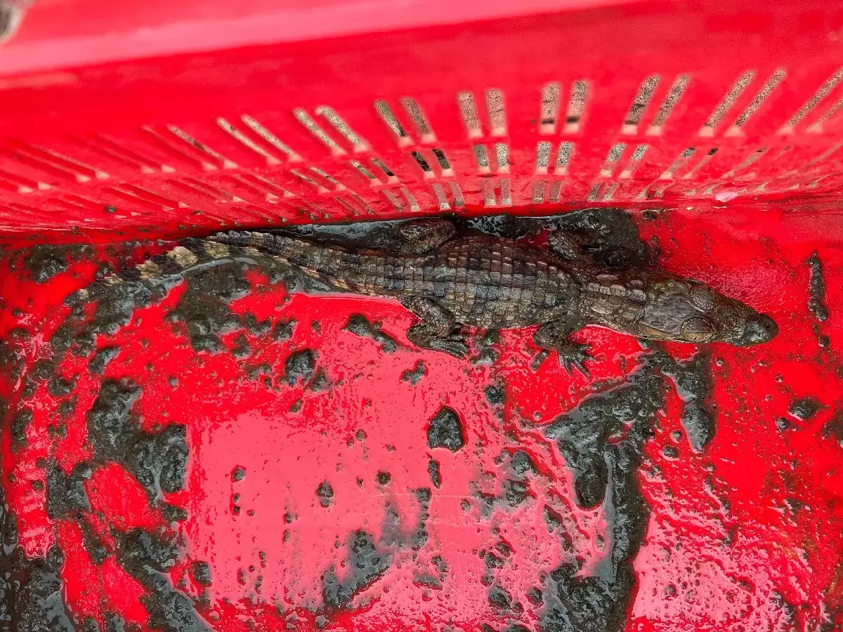 Actor Ballaiya,பழம்பெரும் நடிகர் பாலையா பேரன் வீட்டின் நீச்சல் ...