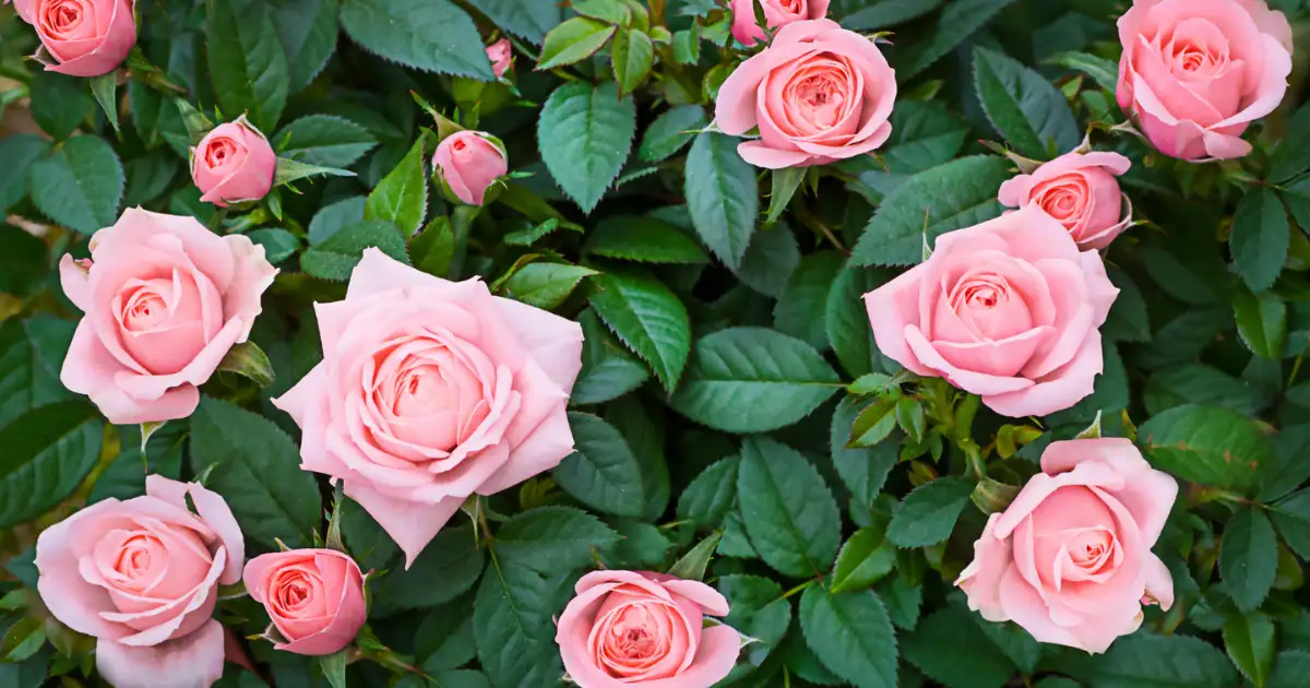 Gardener Tips To Get More Flowers In Rose Plant With Alum,'सूख रहा ...