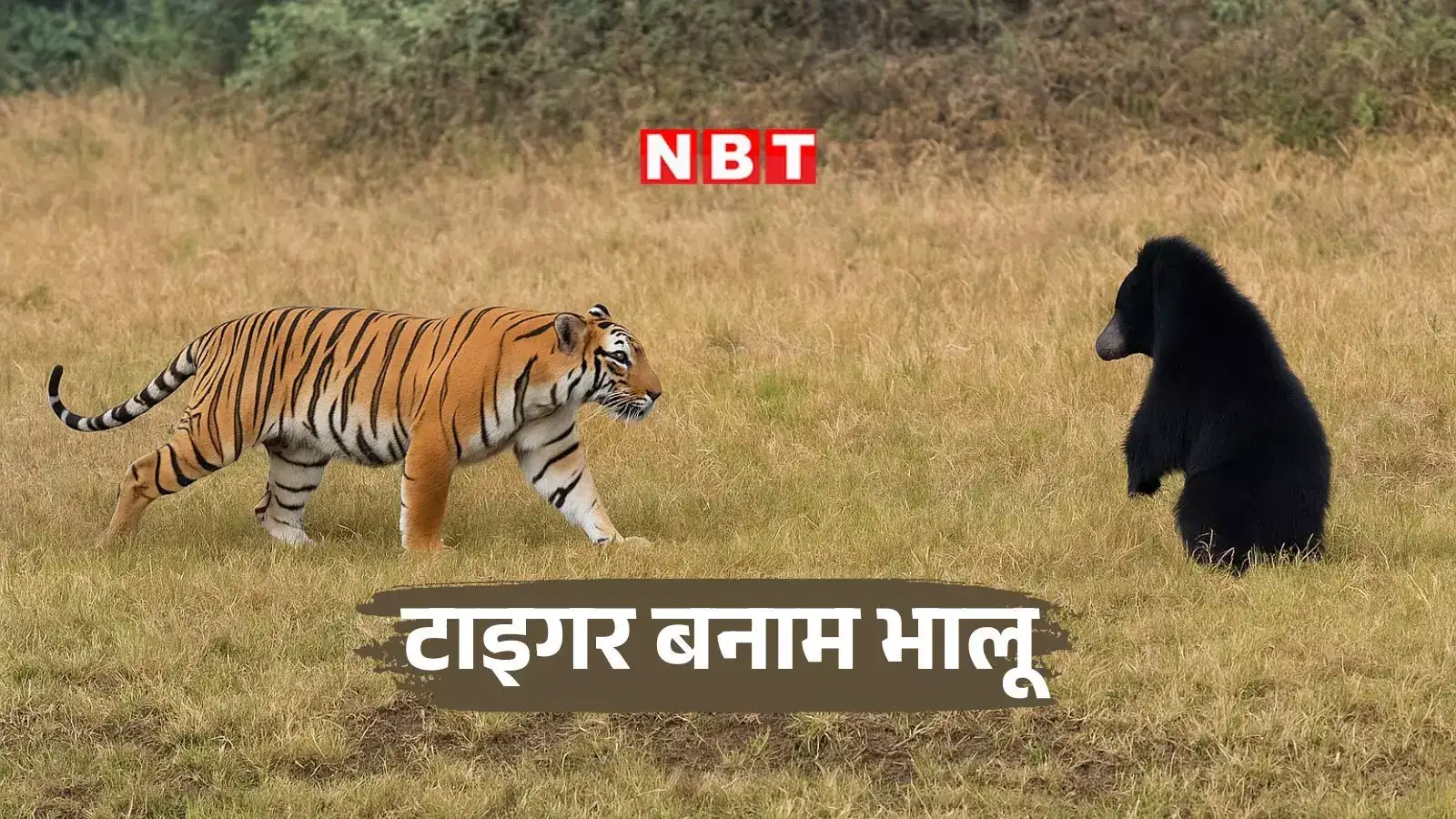 Tiger Vs Bear Fight,8 सेकेंड के वीडियो में भालू ने बाघ को दिखा दी औकात ...