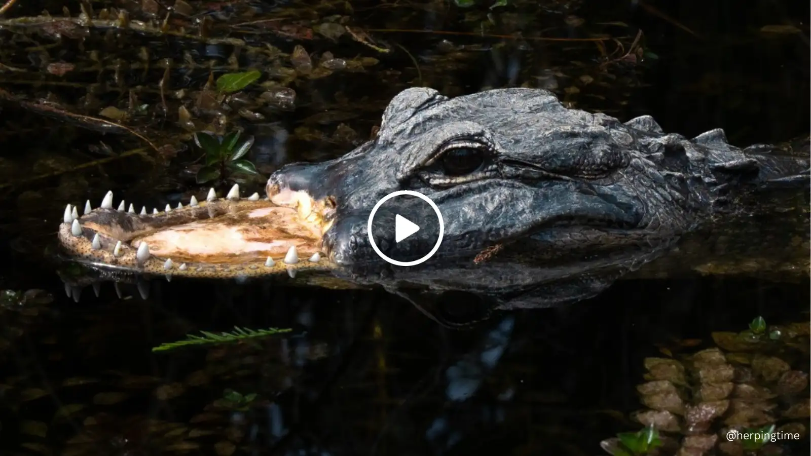 Florida Ke Magarmach Ka Video,Magarmach Ka Video: बेचारा… खाता कैसे है ...