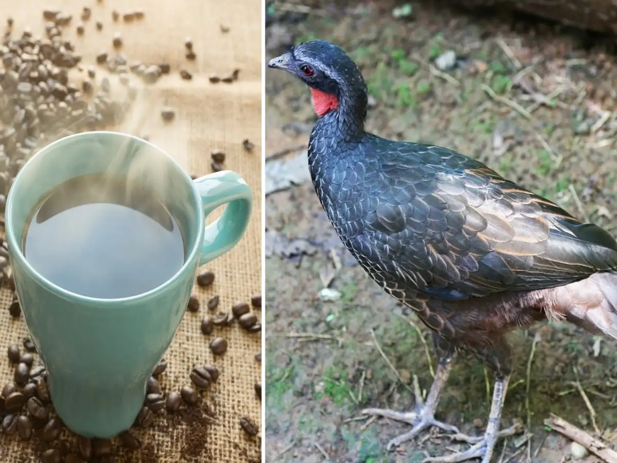 Coffee With Bird Poop,పక్షి రెట్టలతో కాఫీ.. ఒక్కసారి తాగితే ...