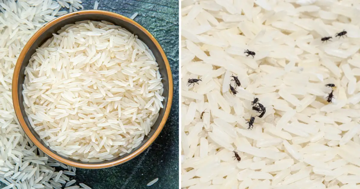 10 Minute Me Chawal Se Ghun Kaise Nikalen,'पोटली बांधकर चावल में डालो ...