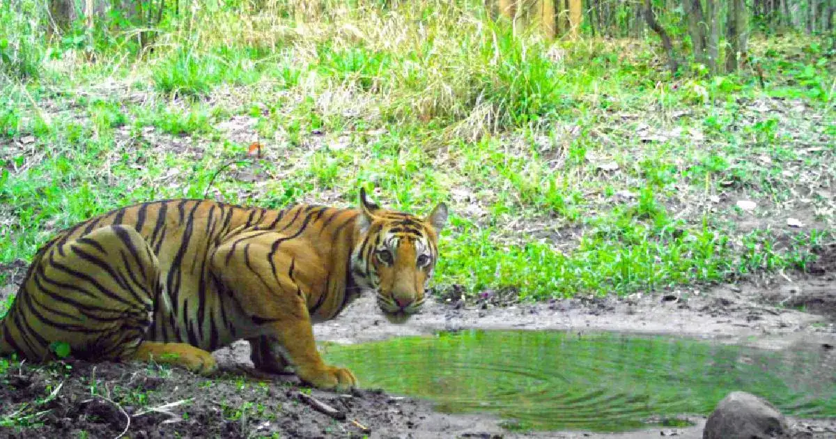International Tiger Day Know About Nagarjuna Sagar Shree Shailam ...